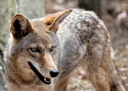 Coyote Population Control – Grit | Rural American Know-How